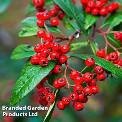 Cotoneaster lacteus 3 Litre Potted Plant x 1