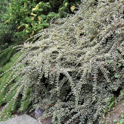 Cotoneaster Variegatus Garden Plant - Variegated Foliage, Compact Size ...