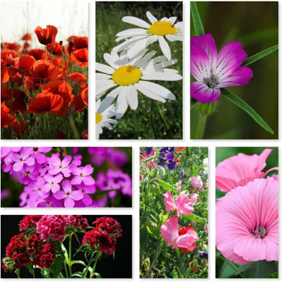 Cottage Garden Classic Wildflower Seeds, Fragrant Mix, 7 Species, UK ...