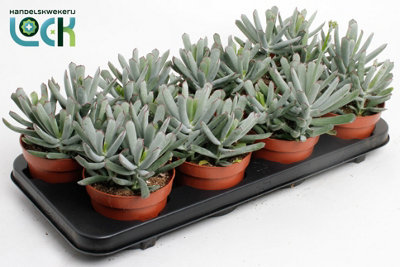 COTYLEDON OCTOPUS, 12CM POT SIZE, 15CM TALL, OCTOPUS COTYLEDON, INDOOR ...