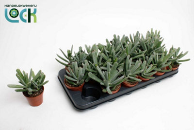 Cotyledon Octopus, 508cm Pot Size, 15cm Tall, Octopus Cotyledon, Indoor ...