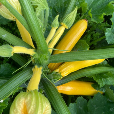 Courgette Plant Mix - 3 x Growing Plants in 9cm Pots - Perfect for ...