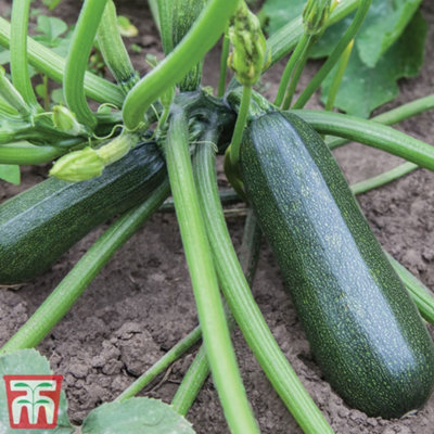 Courgette Sure Thing 2 Litre Potted Plant x 1