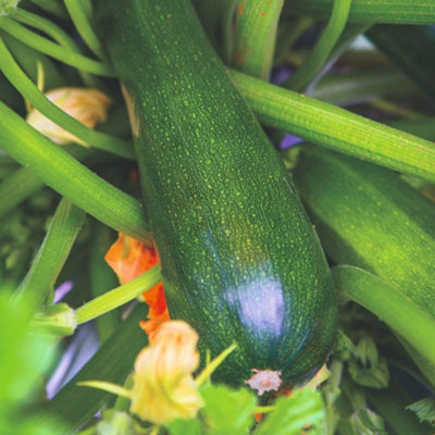 Courgette Sure Thing Parthenocarpic Disease Resistant Dark Green Cool ...