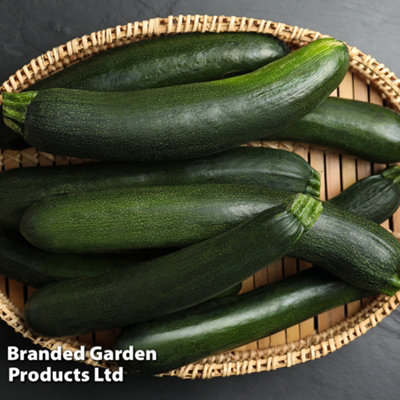 Courgette (Zucchini) 1 Packet (25 Seeds)