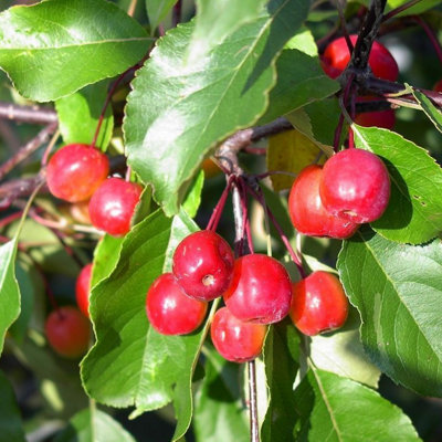 Crab Apple / Malus 'RUDOLPH' Tree 4-5ft Tall, Lovely Flowers, Tasty ...