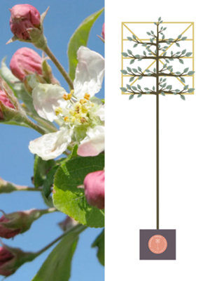 Crab Apple Pleached Tree with Staking Kit - 200cm Stem and 8cm Girth