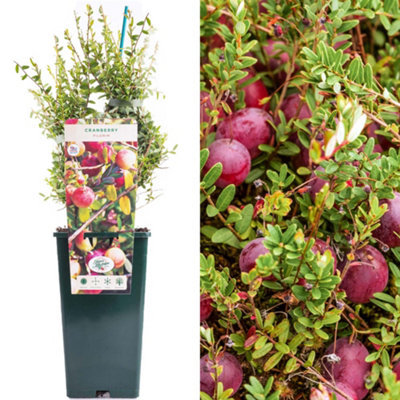 Cranberry Pilgrim - Compact Perennial, Edible Berries (30-50cm Height ...