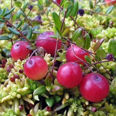 Mountain Cranberry Bush Seeds Vaccinium Vitis-idaea 50seeds, 58% OFF