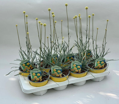 Craspedia Globosa Golf Beauty, 13cm Pot Size, 45cm Tall, Golf Beauty ...