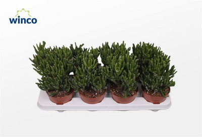 Crass Hobbit, 12cm Pot Size, 20cm Tall, Jade plant, Live Plants | DIY ...