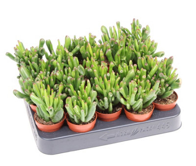 Crass Hobbit, 505cm Pot Size, 10cm Tall, Jade., Live Plants