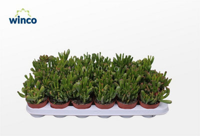 Crass Hobbit, 508cm Pot Size, 10cm Tall, Jade, Live Plants