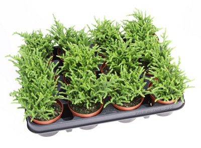 Crass Lucopoides, 508cm Pot Size, 12cm Tall, Jade plant, Live Plants