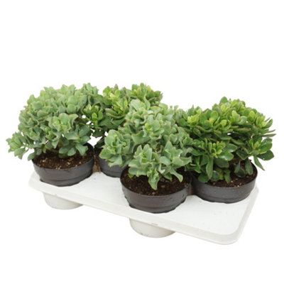 Crass Mixed, 17cm Pot Size, 40cm Tall, Crassula, Live Plants