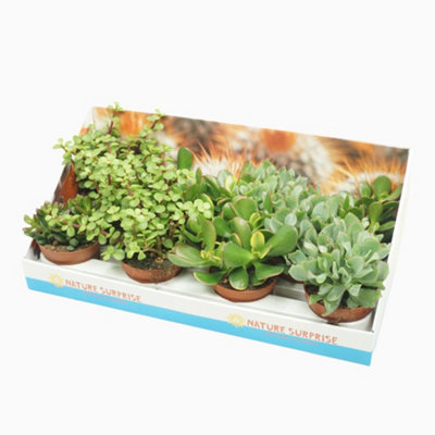 Crass Mixed Showdoos, 510cm Pot Size, 20cm Tall, Crassula, Indoor ...