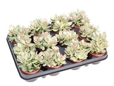 Crass Moneymaker, 508cm Pot Size, 12cm Tall, Jade plant, Live Plants