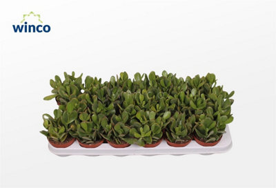 Crass Ovata, 508cm Pot Size, 10cm Tall, Jade, Indoor Houseplant