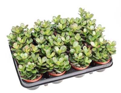 CRASS OVATA MINOR, 508CM POT SIZE, 12CM TALL, JADE., INDOOR HOUSEPLANT