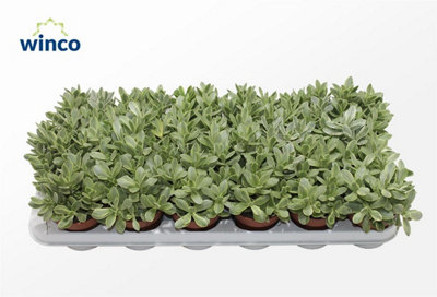 Crass Rusby Variagata, 508cm Pot Size, 15cm Tall, Jade plant, Indoor ...