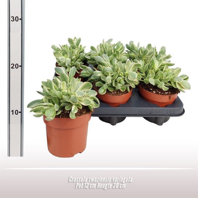 Crass Swaziensis Variagata, 12cm Pot Size, 20cm Tall, Mistletoe, Indoor ...