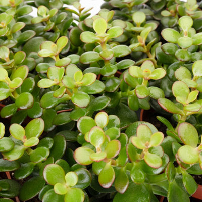 Crassula Minor Succulent - Compact, Easy-Care Plant for Indoor Gardens ...