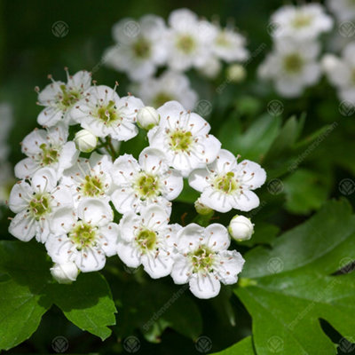 Crataegus Monogyna 'Hawthorn' Bare Root Hedge Hedging Tree Plants (2 ...