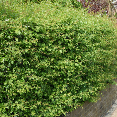 Crataegus Monogyna 'Hawthorn' Bare Root Hedge Hedging Tree Plants (2 ...