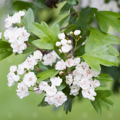 Crataegus Plena Tree - Double White Flowers, Ornamental (5-6ft) at B&Q