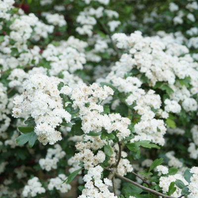 Crataegus Plena Tree - Double White Flowers, Ornamental (5-6ft)