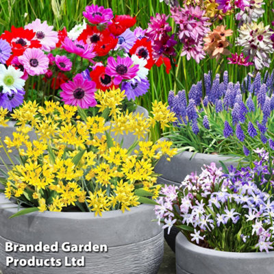 Crazy Colour Summer Bulb Collection 50 Bulbs