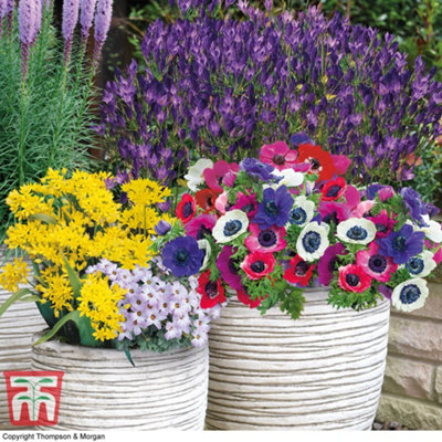 Crazy Colour Summer Bulb Collection 50 Bulbs