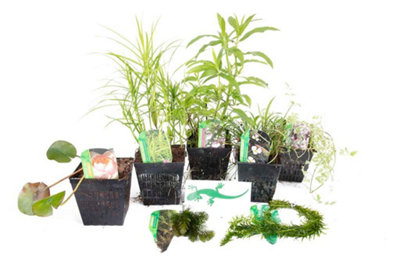 CRESTED NEWT POND PLANT COLLECTION - POTTED SELECTION - MARGINAL ...