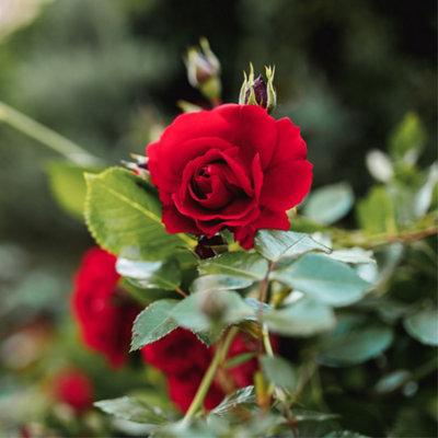 Crimson Glory Climbing Rose Bush Beautifully Scented Massed With Velvet ...