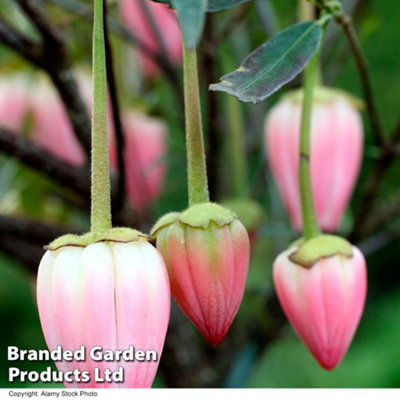 Crinodendron Ada Hoffman 9cm Potted Plant x 1