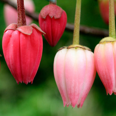 Crinodendron Ada Hoffmann - Outdoor Flowering Shrub, Ideal for UK ...