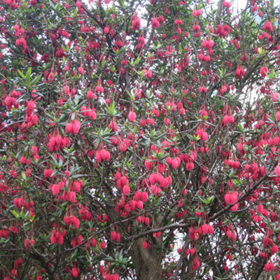 Crinodendron Ada Hoffmann - Outdoor Flowering Shrub, Ideal for UK ...