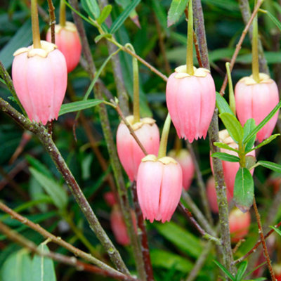 Crinodendron Ada Hoffmann - Outdoor Flowering Shrub, Ideal for UK ...