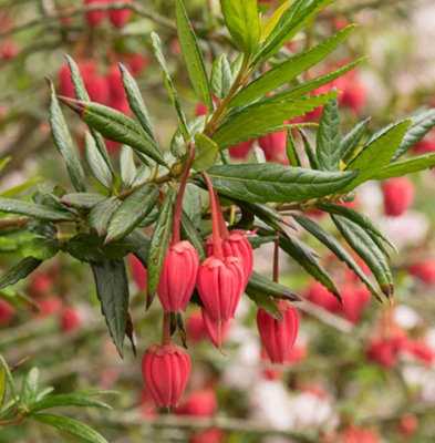 Crinodendron Hookerianum 9cm Potted Plant x 2