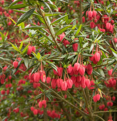 Crinodendron Hookerianum 9cm Potted Plant x 2