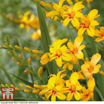 Crocosmia Firestars Hot Spot - 5 Bulbs