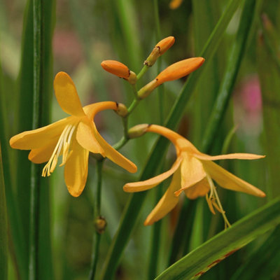 Crocosmia George Davidson 1 Litre Potted Plant x 1