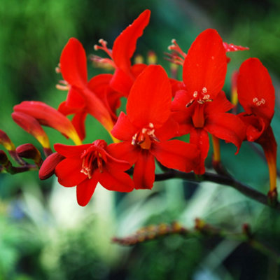 Crocosmia Lucifer - Bright Red Fiery Flowers, Low Maintenance, Hardy ...
