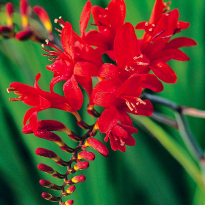 Crocosmia Lucifer - Bright Red Fiery Flowers, Low Maintenance, Hardy ...