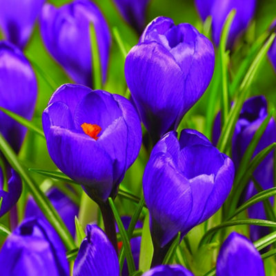 Crocus Blue Flowering Bulbs - Delicate Blue Blooms, 50 Pack | DIY at B&Q