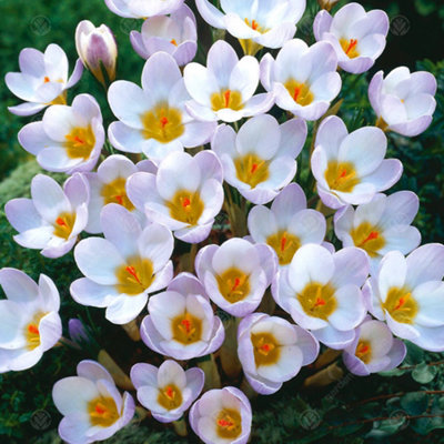 Crocus Blue Pearl Flowering Bulbs (50 Pack) | DIY at B&Q