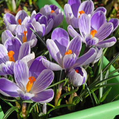 Crocus Dutch Striped 30 Bulbs - Spring Flowering | DIY at B&Q
