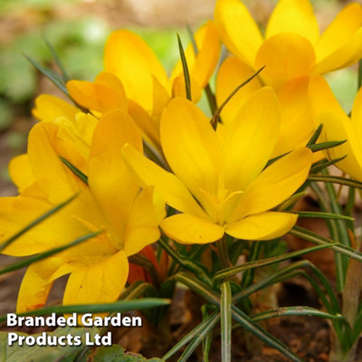 Crocus Dutch Yellow 30 Bulbs - Spring Flowering