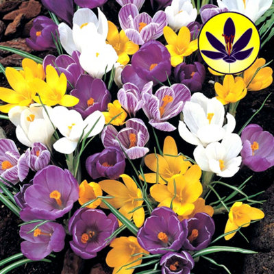 Crocus Large Flowering Bulb Mix - Colorful Mix of Blooms, 250 Pack ...