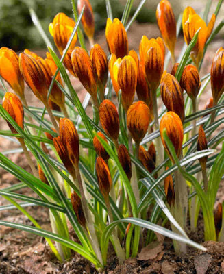 Crocus Orange Monach - 60 corms